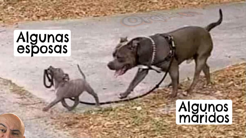 Meme Representación Gráfica De Algunos Matrimonios | OrdóMeme